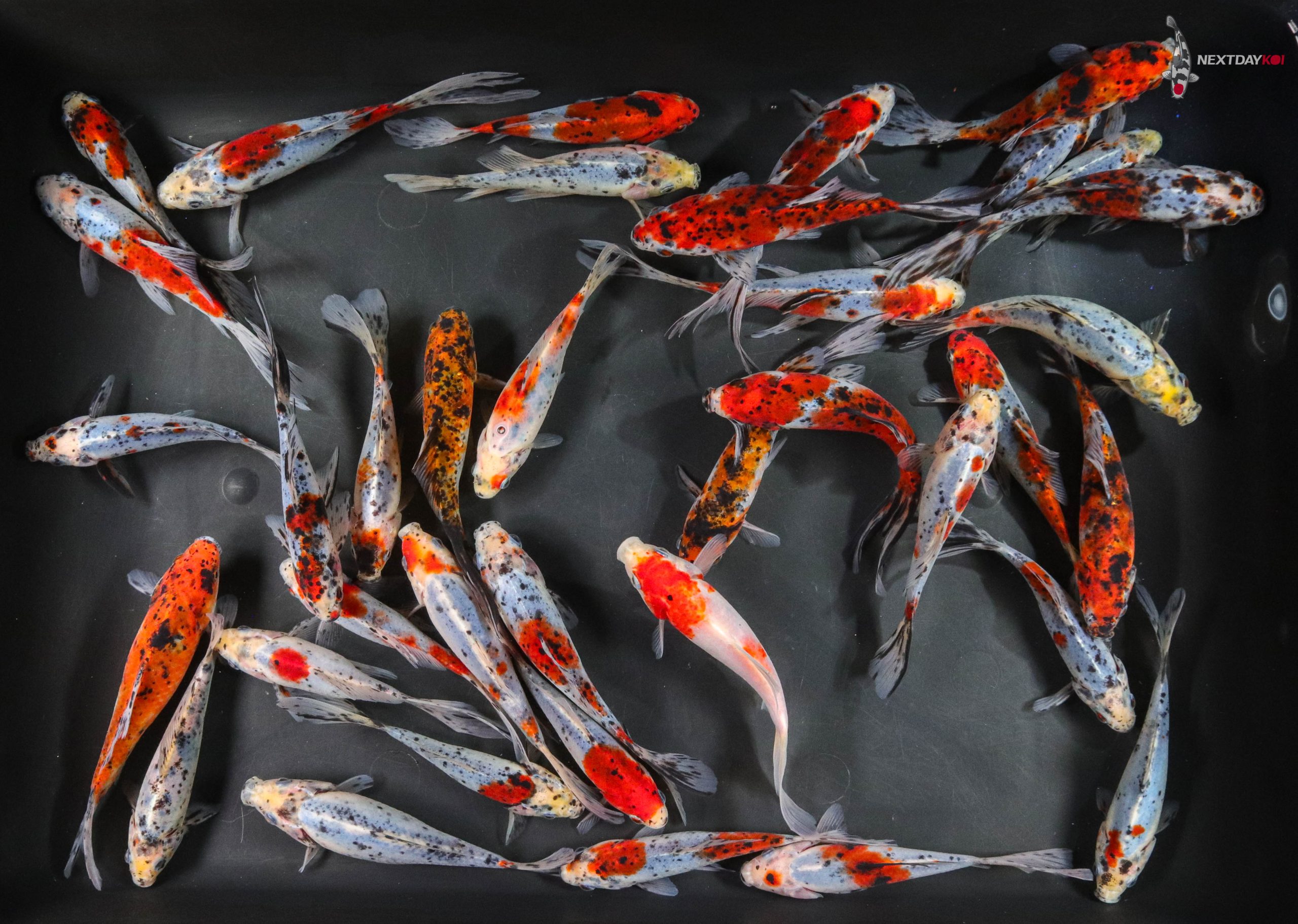 5-6” Imported Shubunkin Goldfish | Koi Fish For Sale
