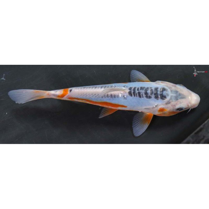 6.5” Shusui | Koi Fish For Sale