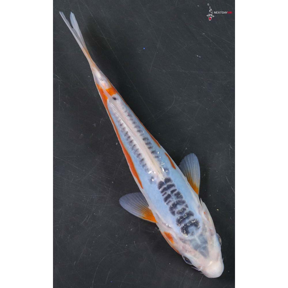 6.5” Shusui | Koi Fish For Sale