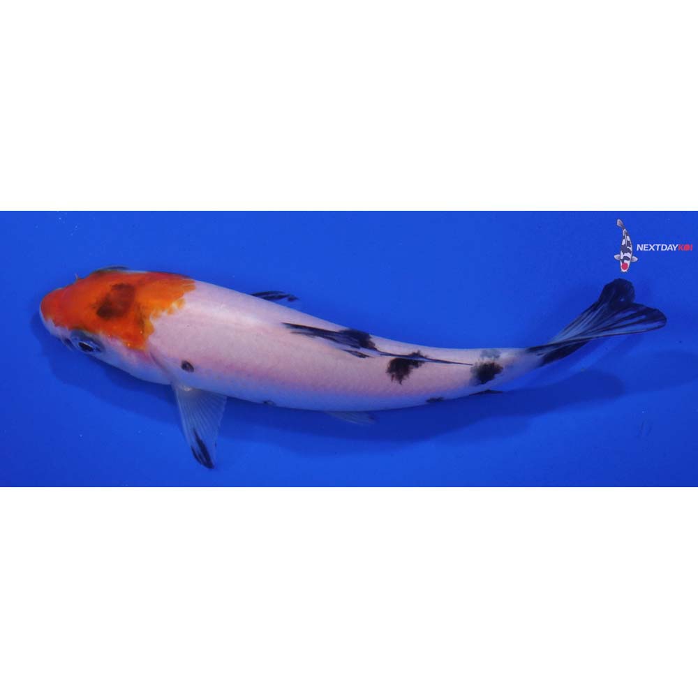 4” Sanke | Koi Fish For Sale