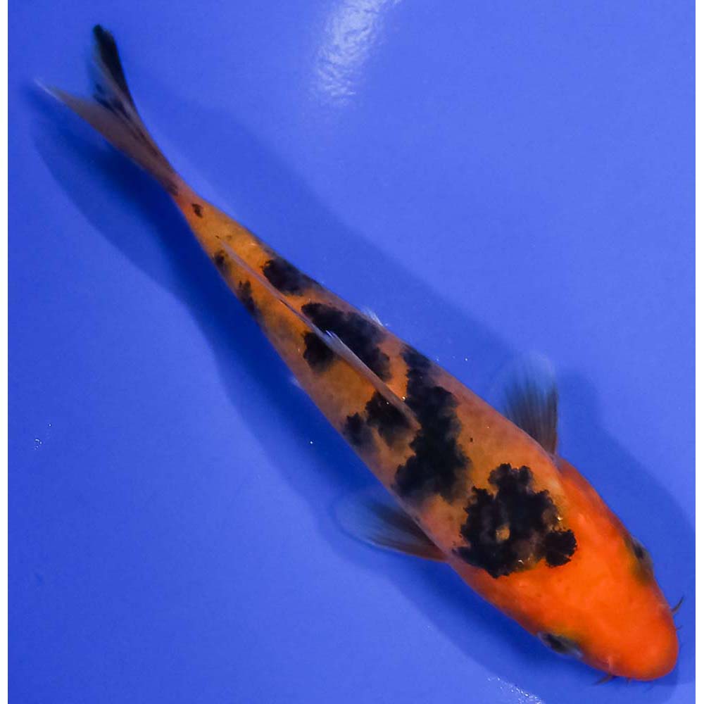 5” Aka Bekko | Koi Fish For Sale