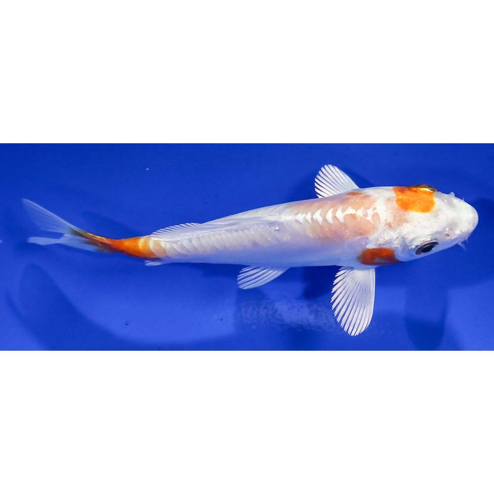 4” Kikusui | Koi Fish For Sale