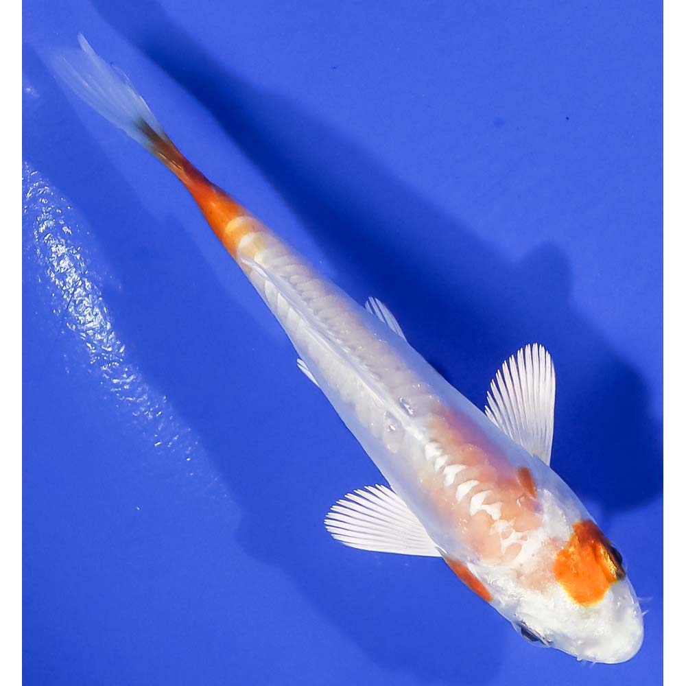 4” Kikusui | Koi Fish For Sale