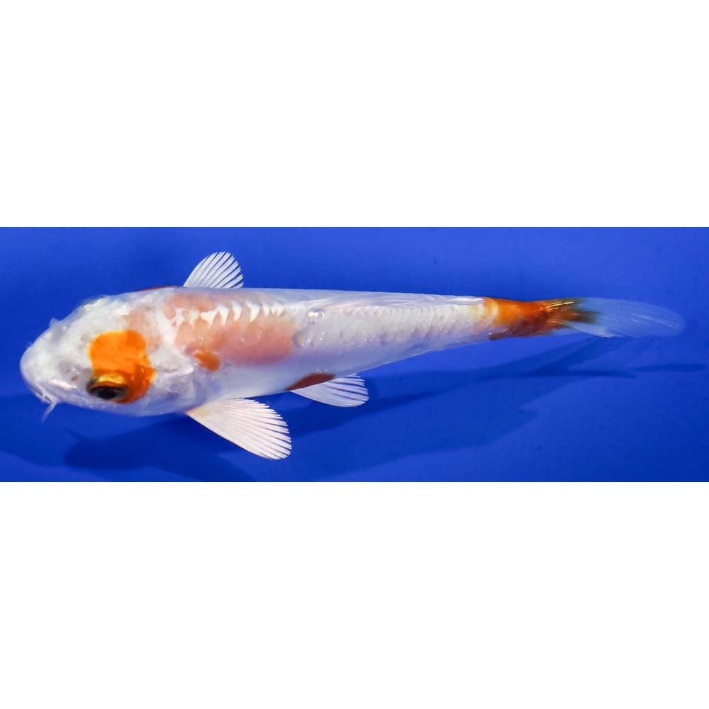 4” Kikusui | Koi Fish For Sale