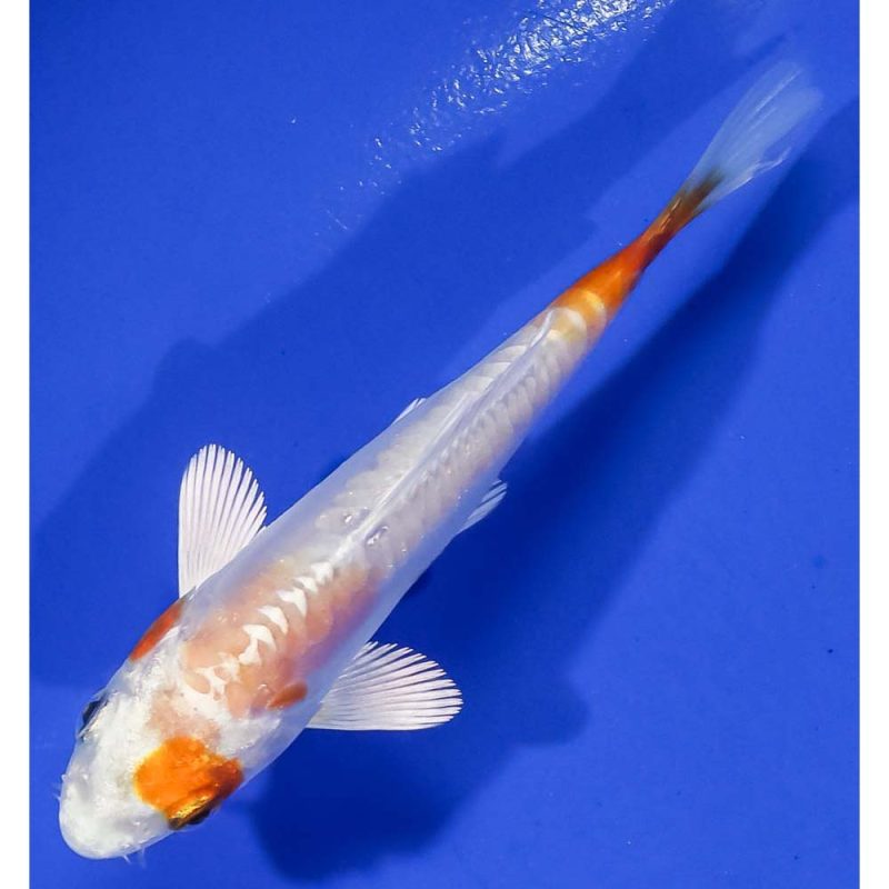 4” Kikusui | Koi Fish For Sale