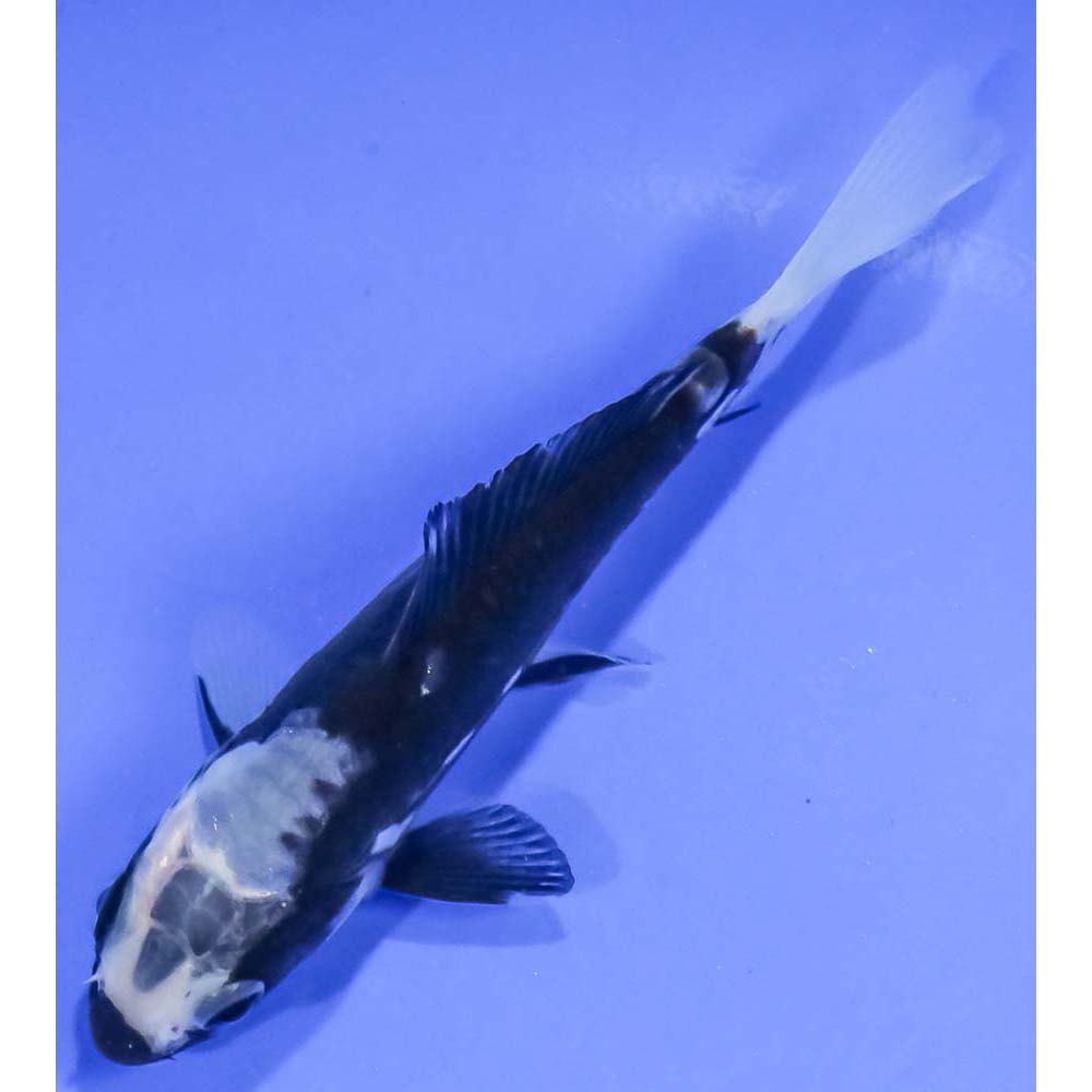 4” Kumonryu | Koi Fish For Sale