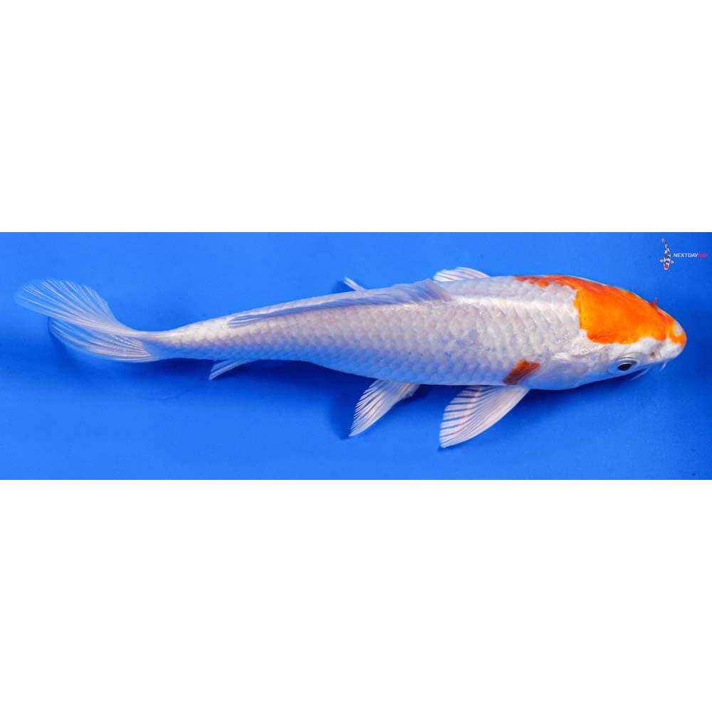 6” Hariwake | Koi Fish For Sale