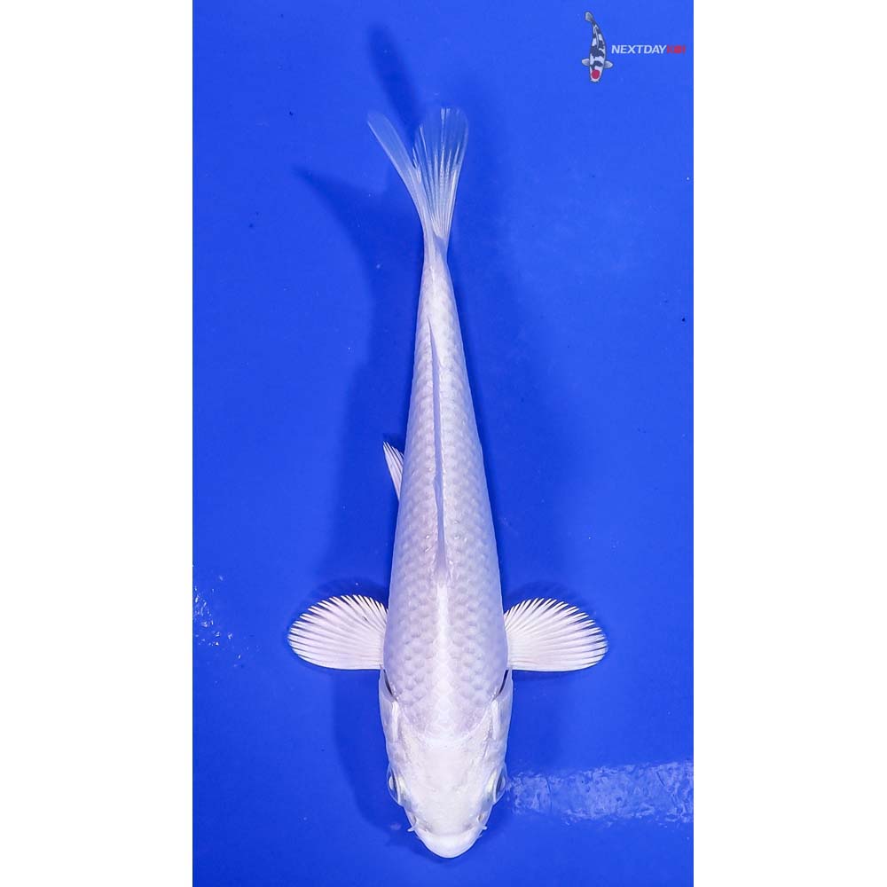 4” Platinum Ogon | Koi Fish For Sale