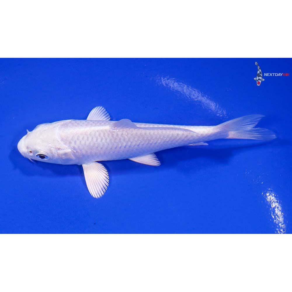 4” Platinum Ogon | Koi Fish For Sale