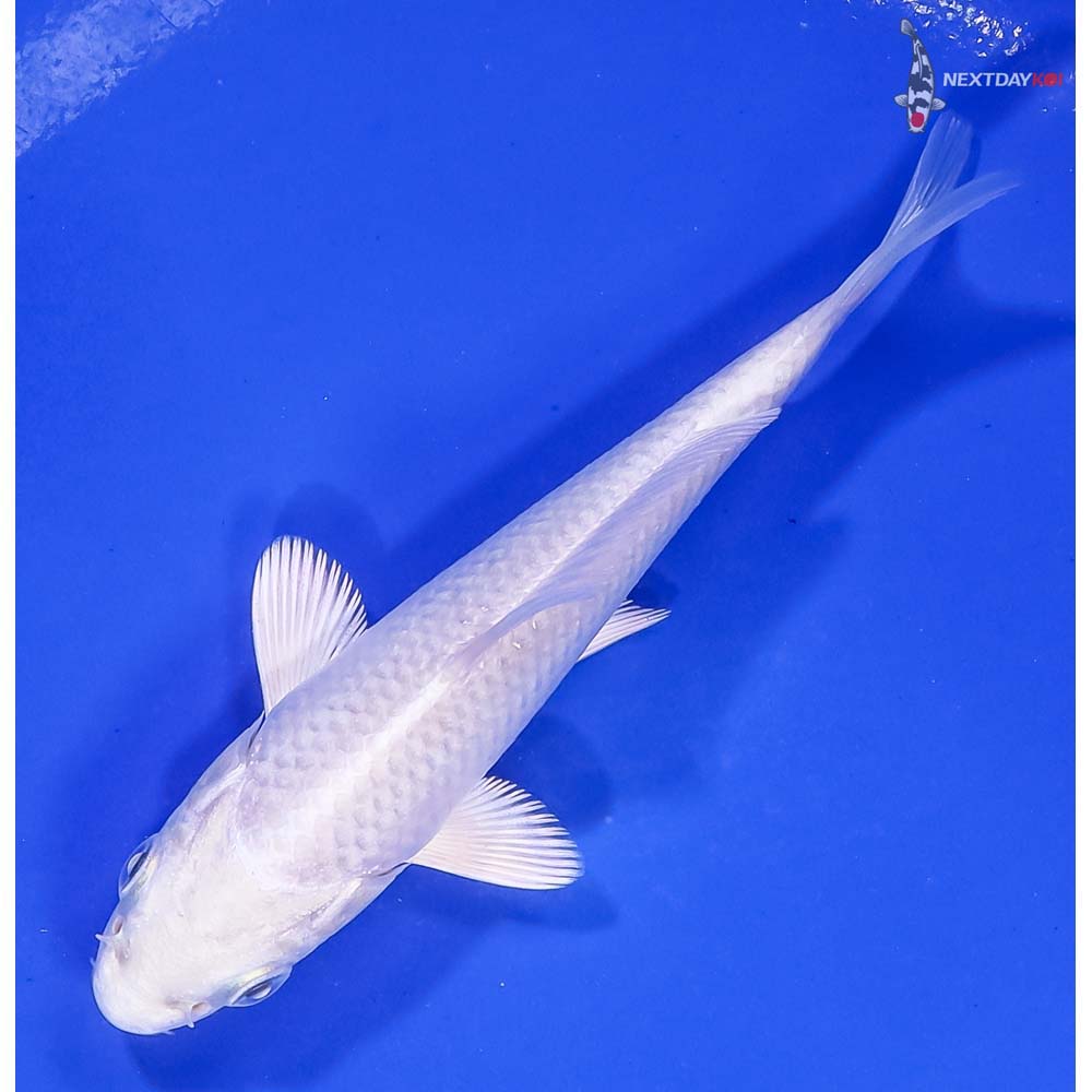 4” Platinum Ogon | Koi Fish For Sale