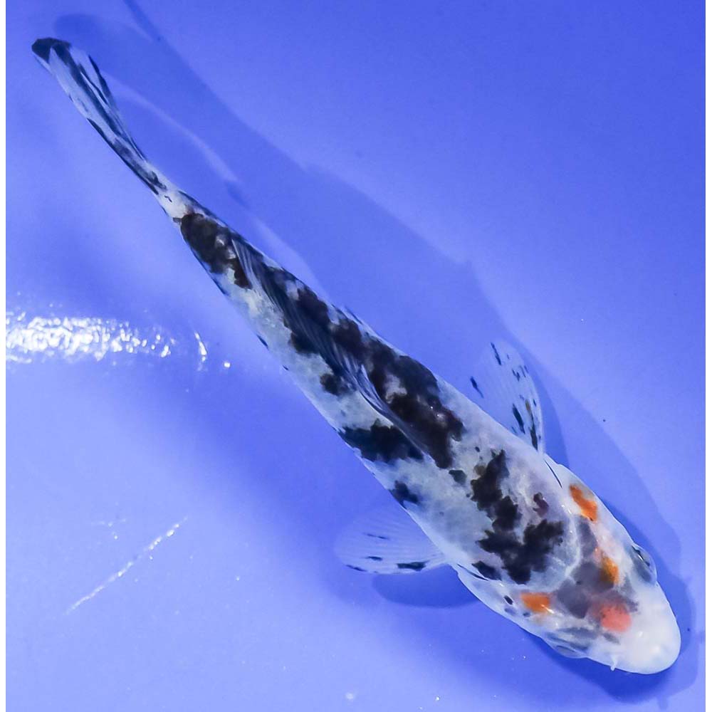 4” Sanke | Koi Fish For Sale