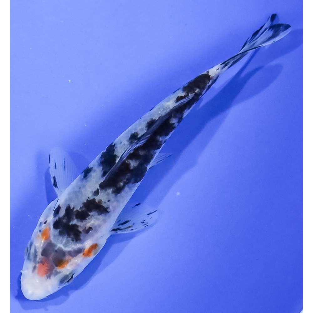 4” Sanke | Koi Fish For Sale
