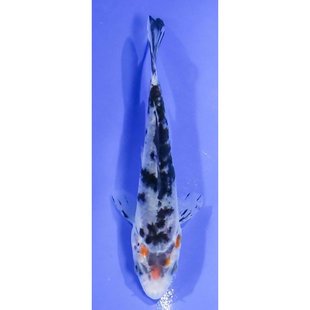 4” Sanke | Koi Fish For Sale