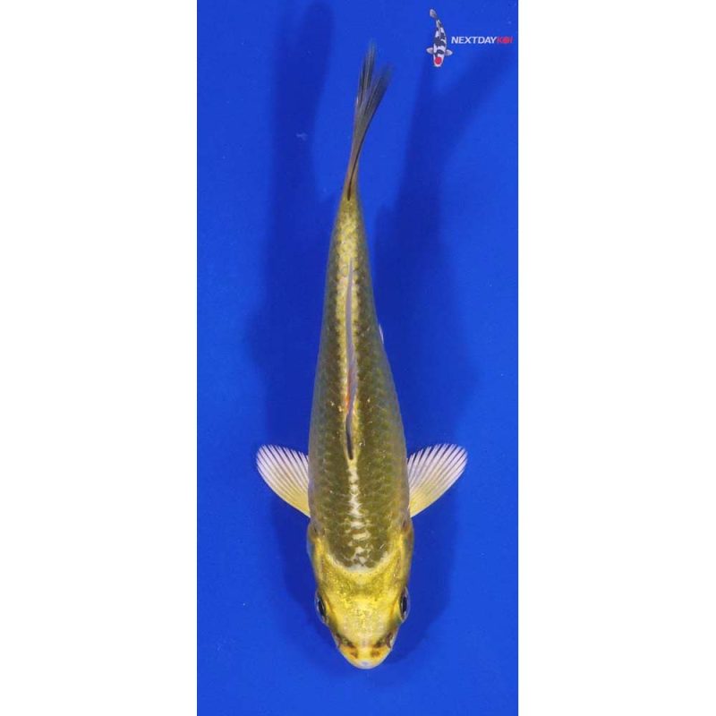 Matsuba Koi Fish For Sale | Next Day Koi