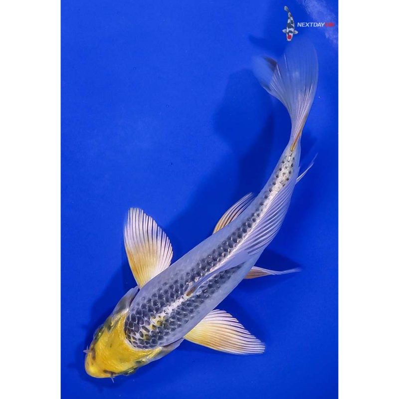 Single Fish | Koi Fish For Sale | Next Day Koi