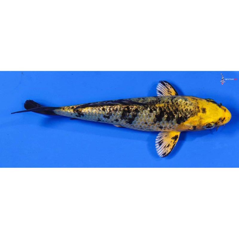 5” Gin Rin Kin Ki Bekko | Koi Fish For Sale