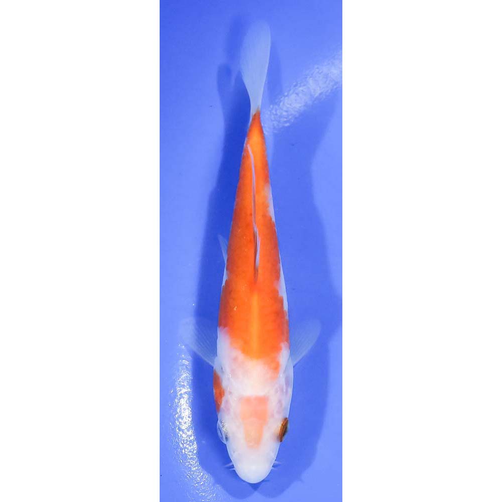 5” Kohaku | Koi Fish For Sale