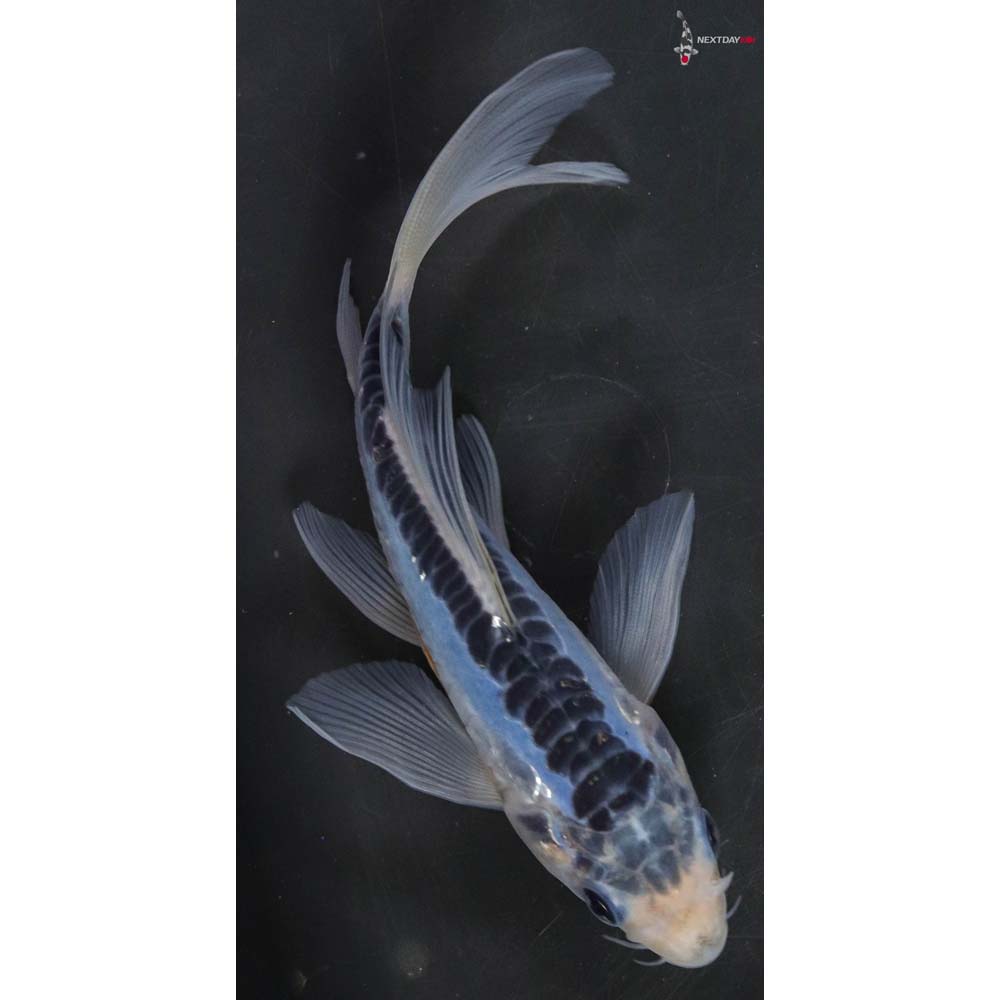 5” Shusui Butterfly Koi | Koi Fish For Sale