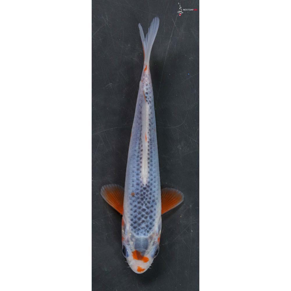 5” Asagi | Koi Fish For Sale