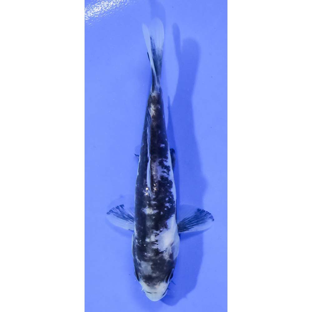 Kawarimono | Koi Fish For Sale | Next Day Koi