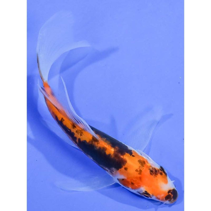 Kawarimono | Koi Fish For Sale | Next Day Koi