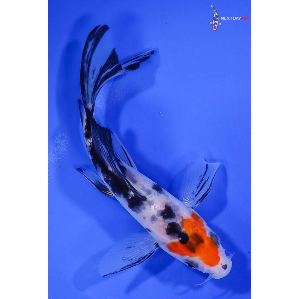 Sanke Koi Fish For Sale | Next Day Koi