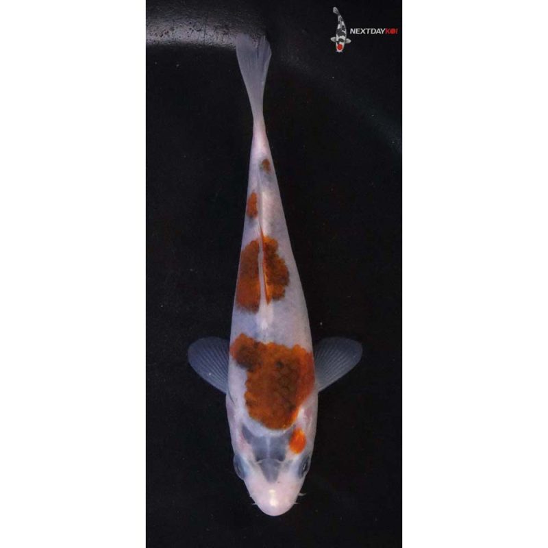 Goromo Koi Fish For Sale | Next Day Koi