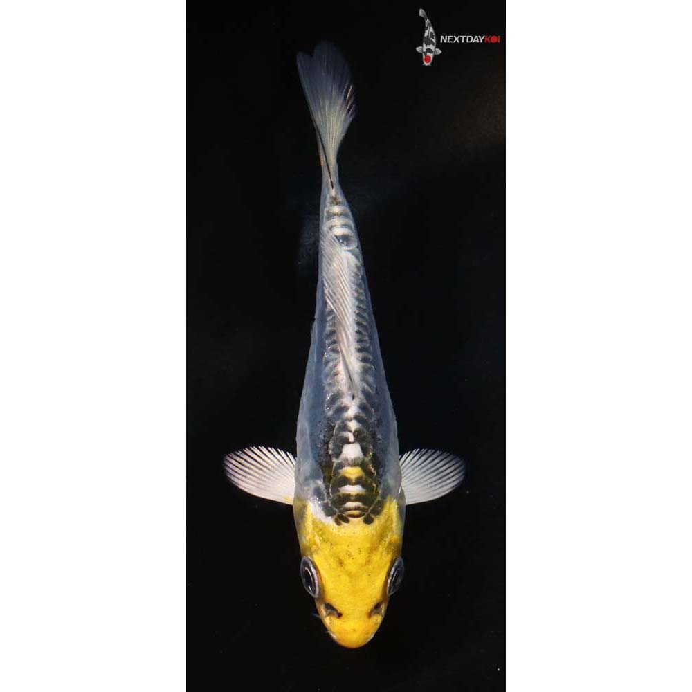 4” Doitsu Blue Kujaku | Koi Fish For Sale