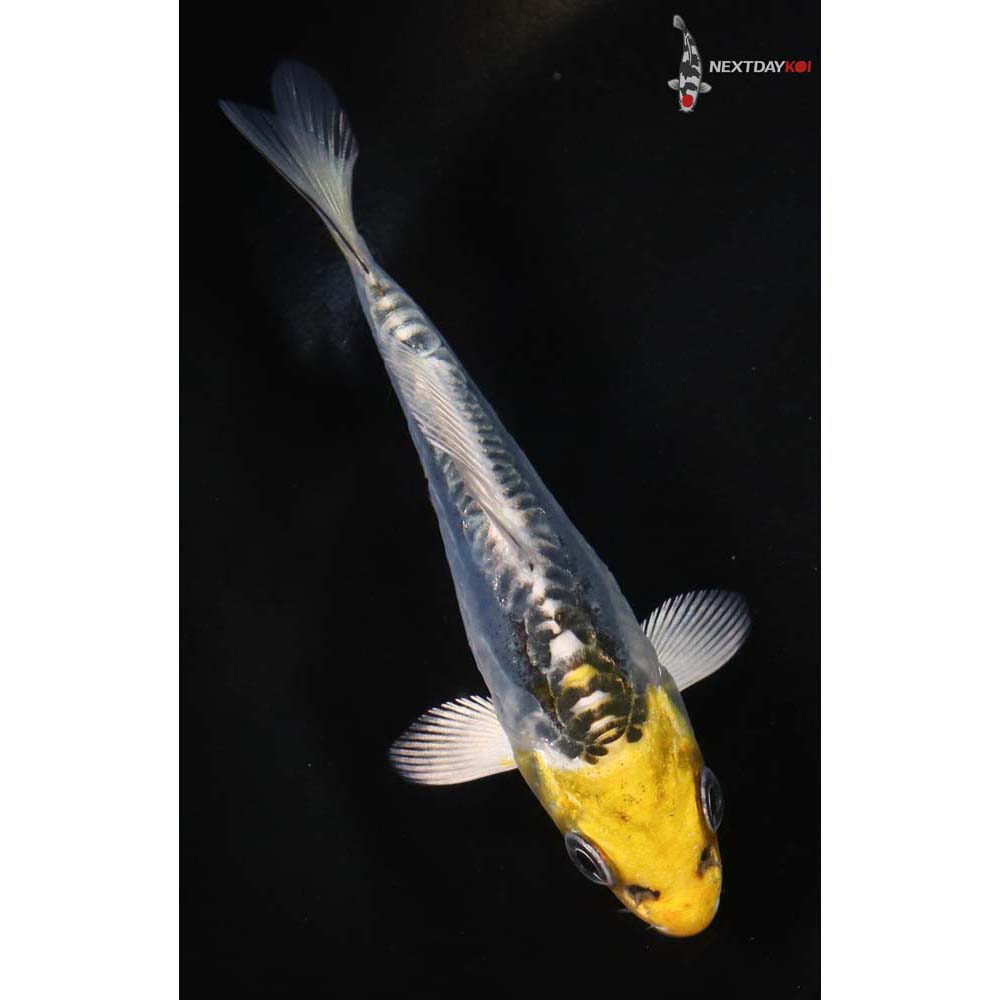 4” Doitsu Blue Kujaku | Koi Fish For Sale