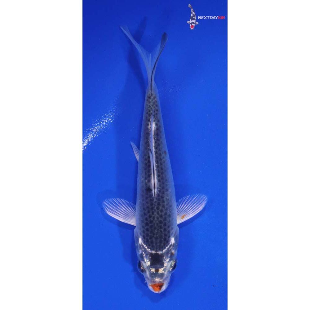 4” Kujaku | Koi Fish For Sale