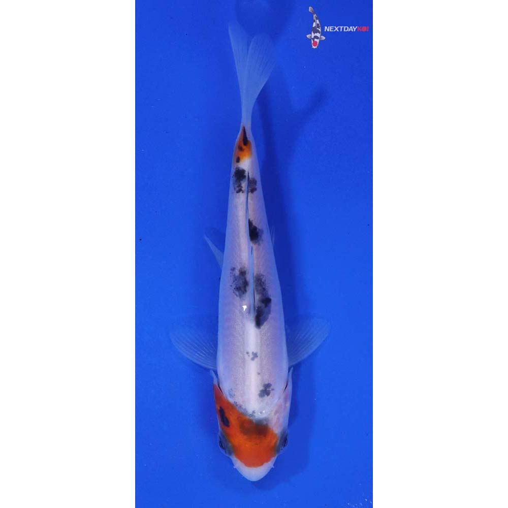 4” Doitsu Sanke | Koi Fish For Sale
