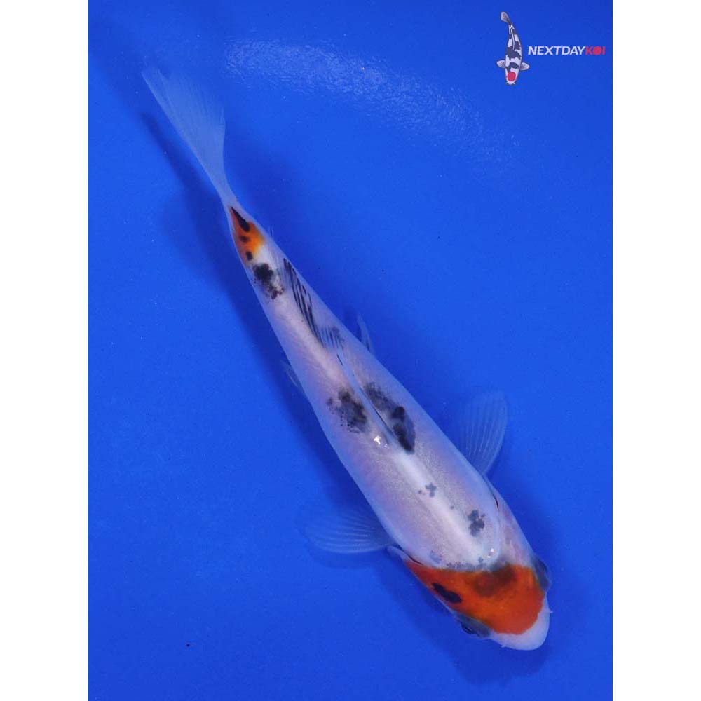 4” Doitsu Sanke | Koi Fish For Sale