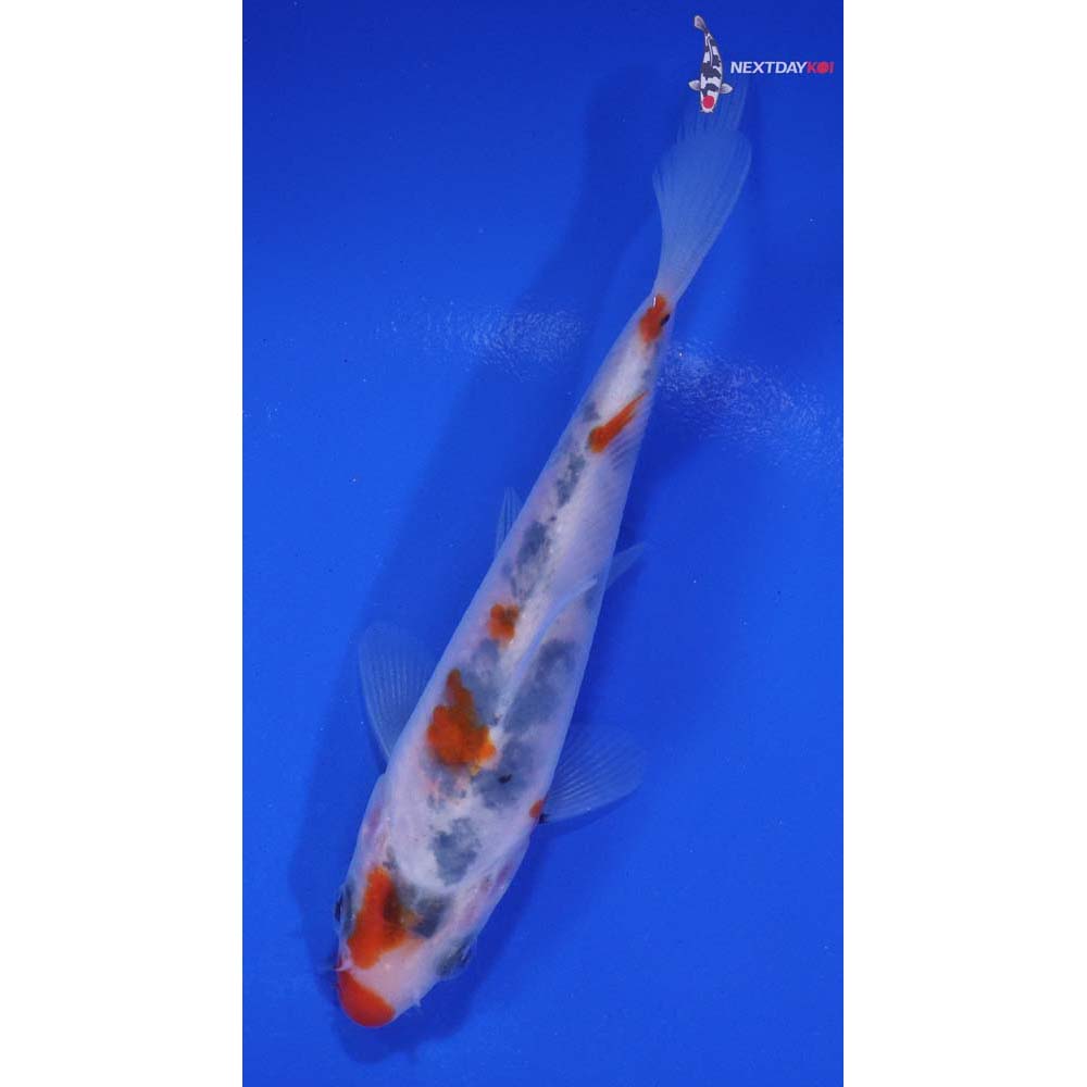 4” Sanke | Koi Fish For Sale