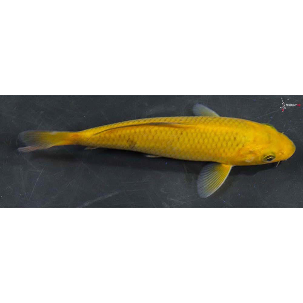 6” Chagoi | Koi Fish For Sale