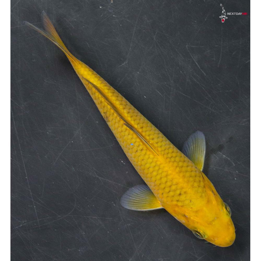 6” Chagoi | Koi Fish For Sale