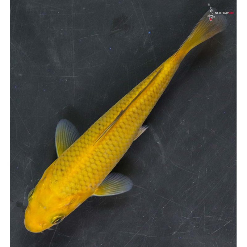 6” Chagoi | Koi Fish For Sale