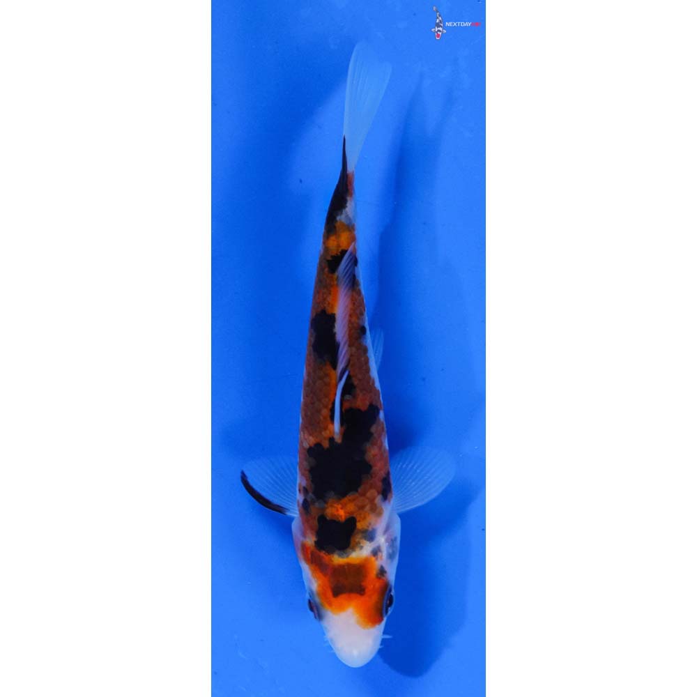 4” Sanke | Koi Fish For Sale