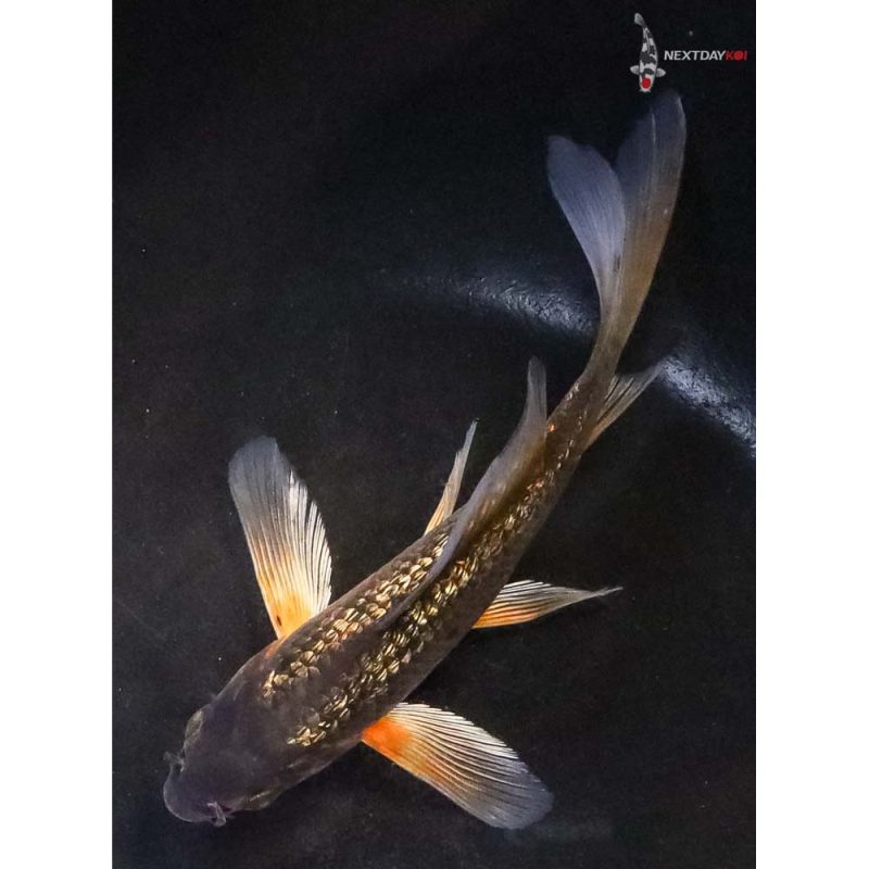Single Koi | Koi Fish For Sale | Next Day Koi