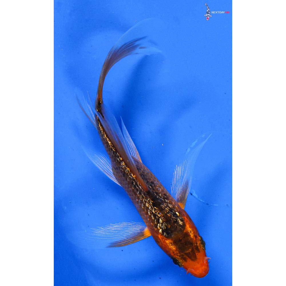 3” Gin Rin Hi Asagi Butterfly Koi | Koi Fish For Sale
