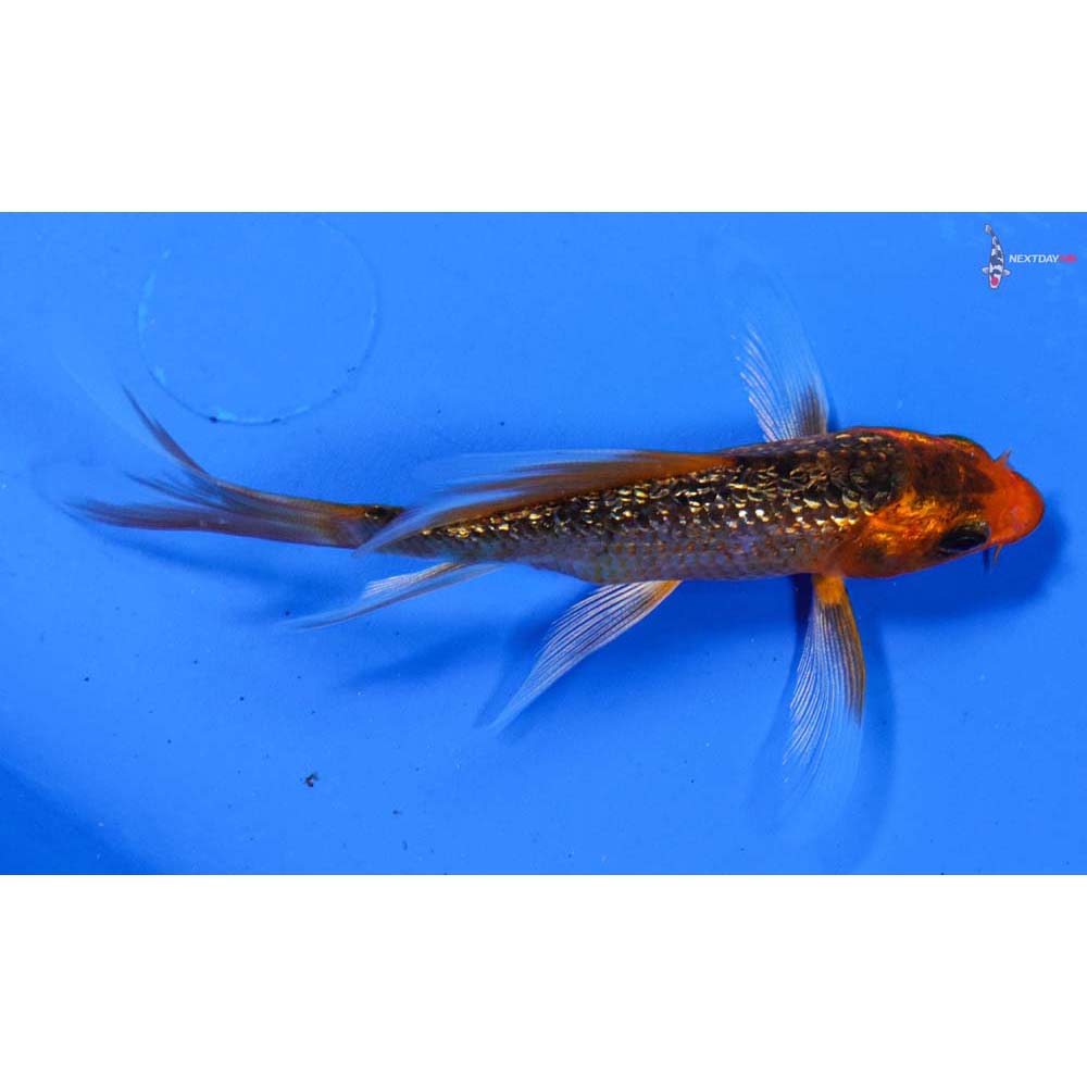 3” Gin Rin Hi Asagi Butterfly Koi | Koi Fish For Sale