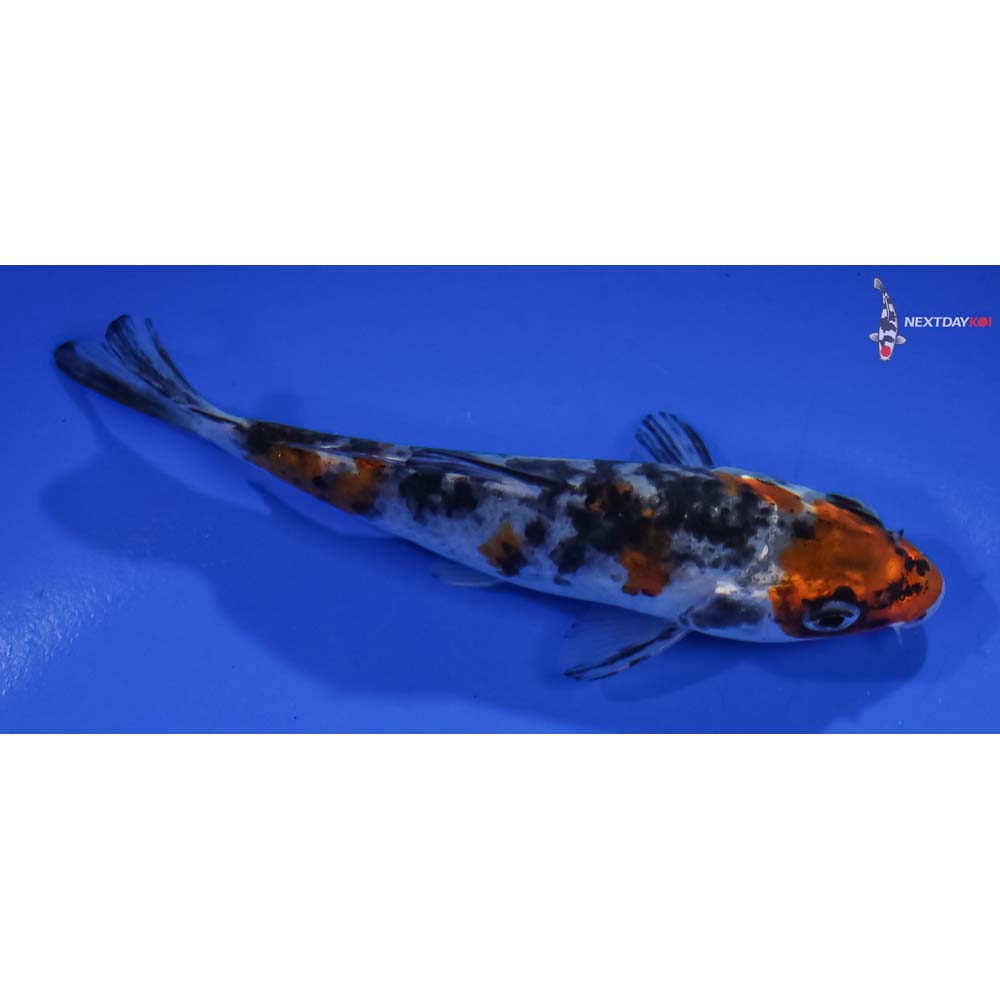 4.5” Sanke | Koi Fish For Sale