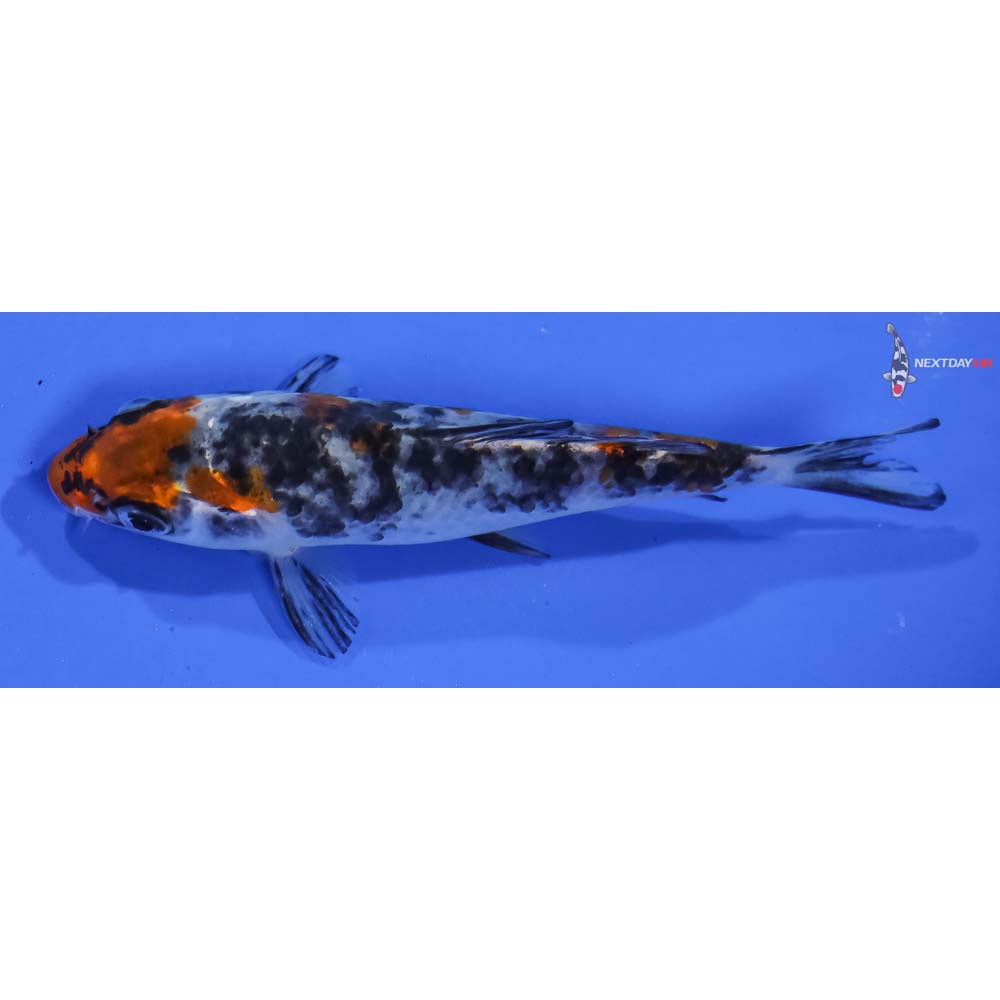 4.5” Sanke | Koi Fish For Sale
