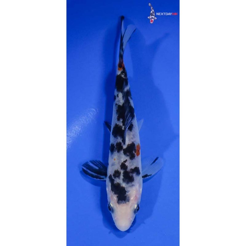 Gosanke Koi Fish For Sale | Next Day Koi