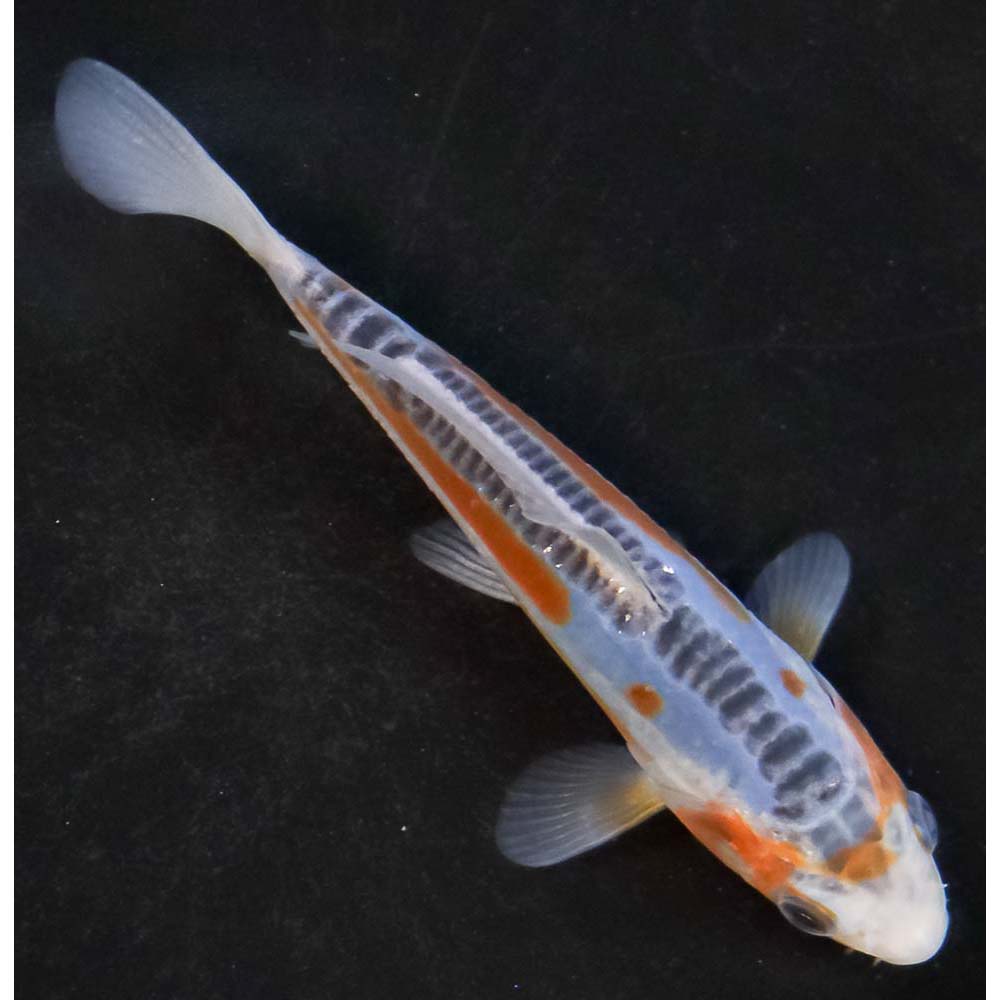 4” Shusui | Koi Fish For Sale