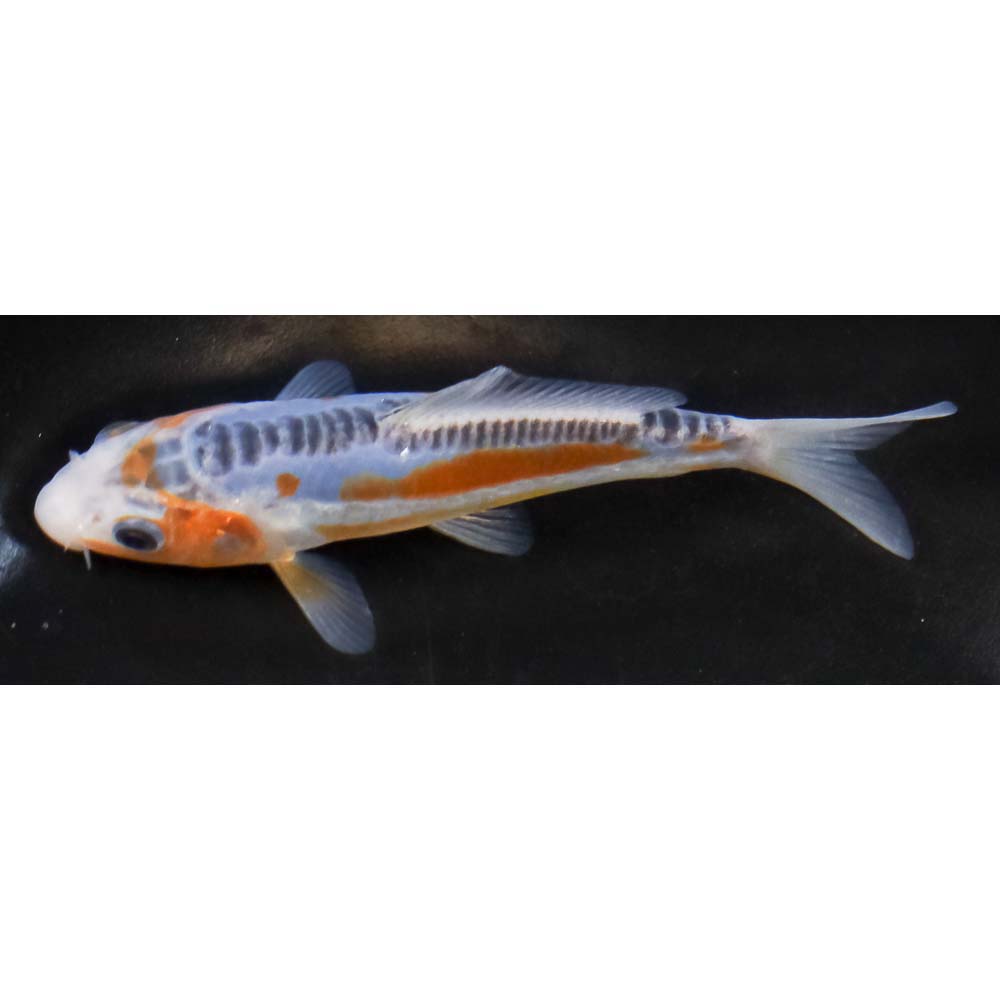 4” Shusui | Koi Fish For Sale