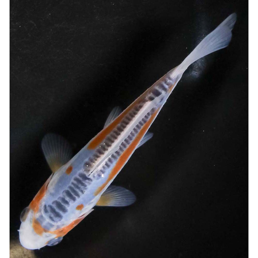 4” Shusui | Koi Fish For Sale