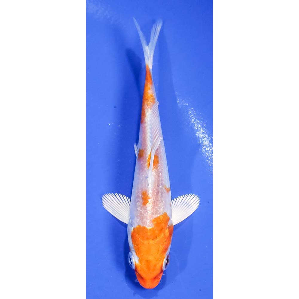4” Hariwake | Koi Fish For Sale
