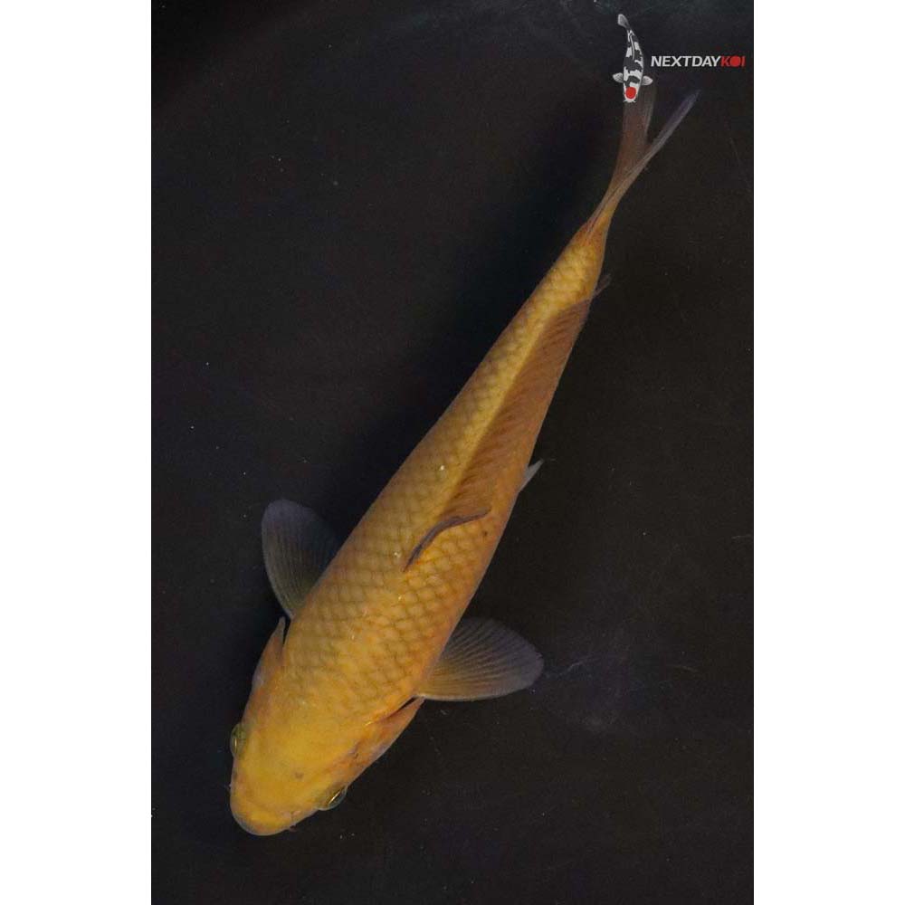 6” Chagoi | Koi Fish For Sale