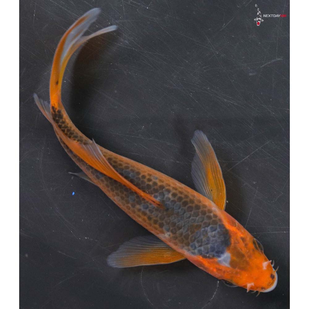 5” Hi Asagi Butterfly Koi | Koi Fish For Sale
