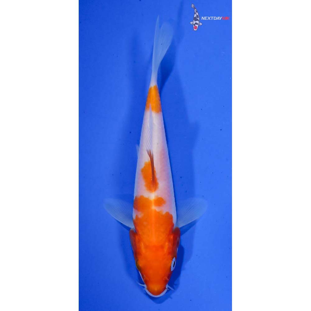 4.5” Kohaku | Koi Fish For Sale